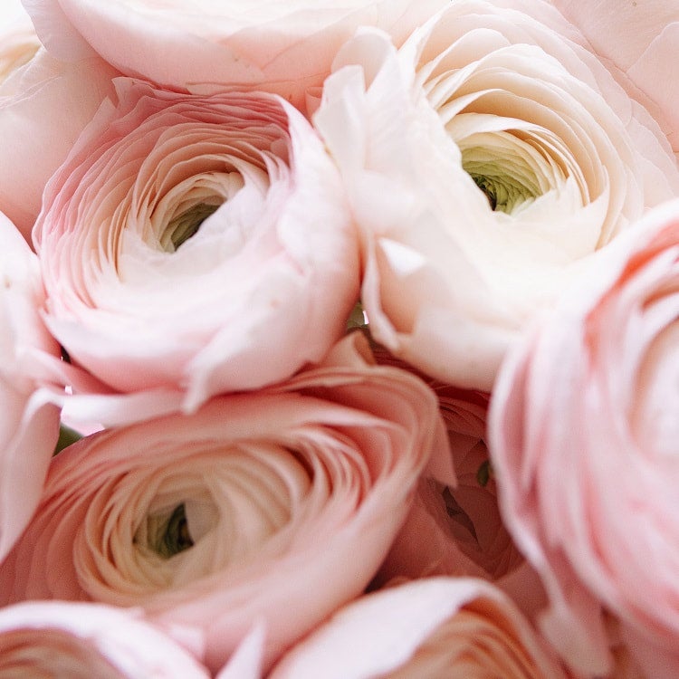 Spring 2024 Bouquet Subscription | Wild Acres Spring 2024 Bouquet Subscription | Wild Acres